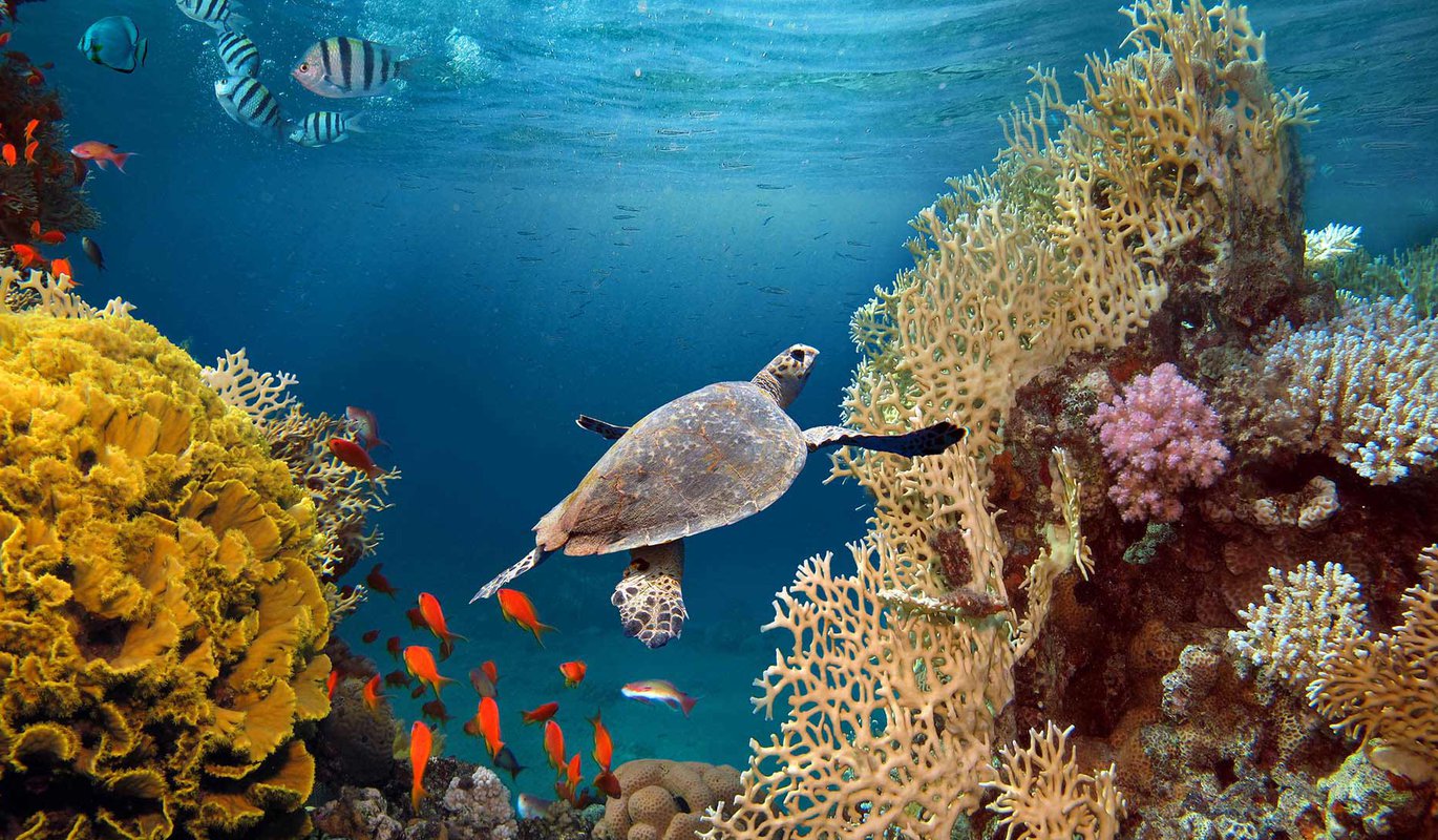 Expedition Reef | The Dome | Danville Science Center