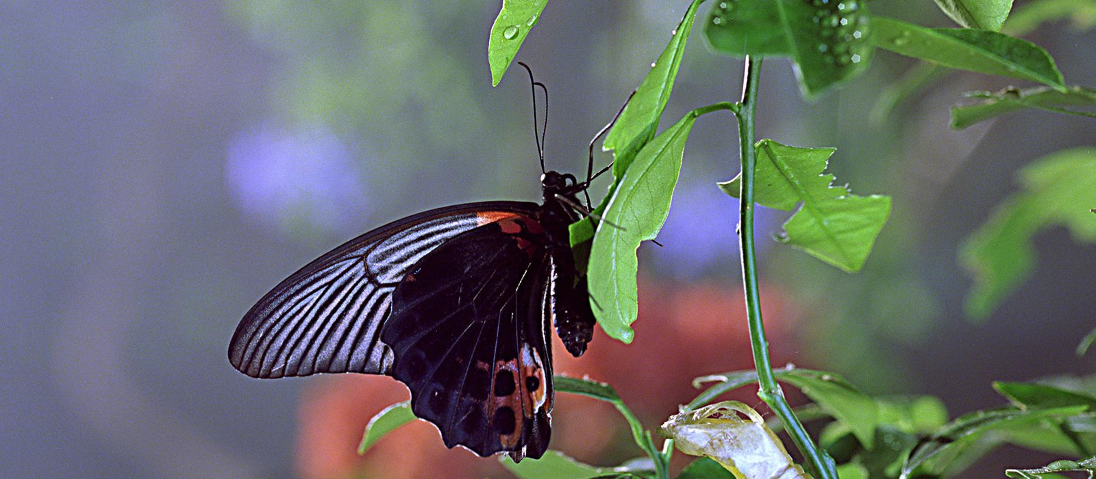 Bugs! A Rainforest Adventure | The Dome | Danville Science Center