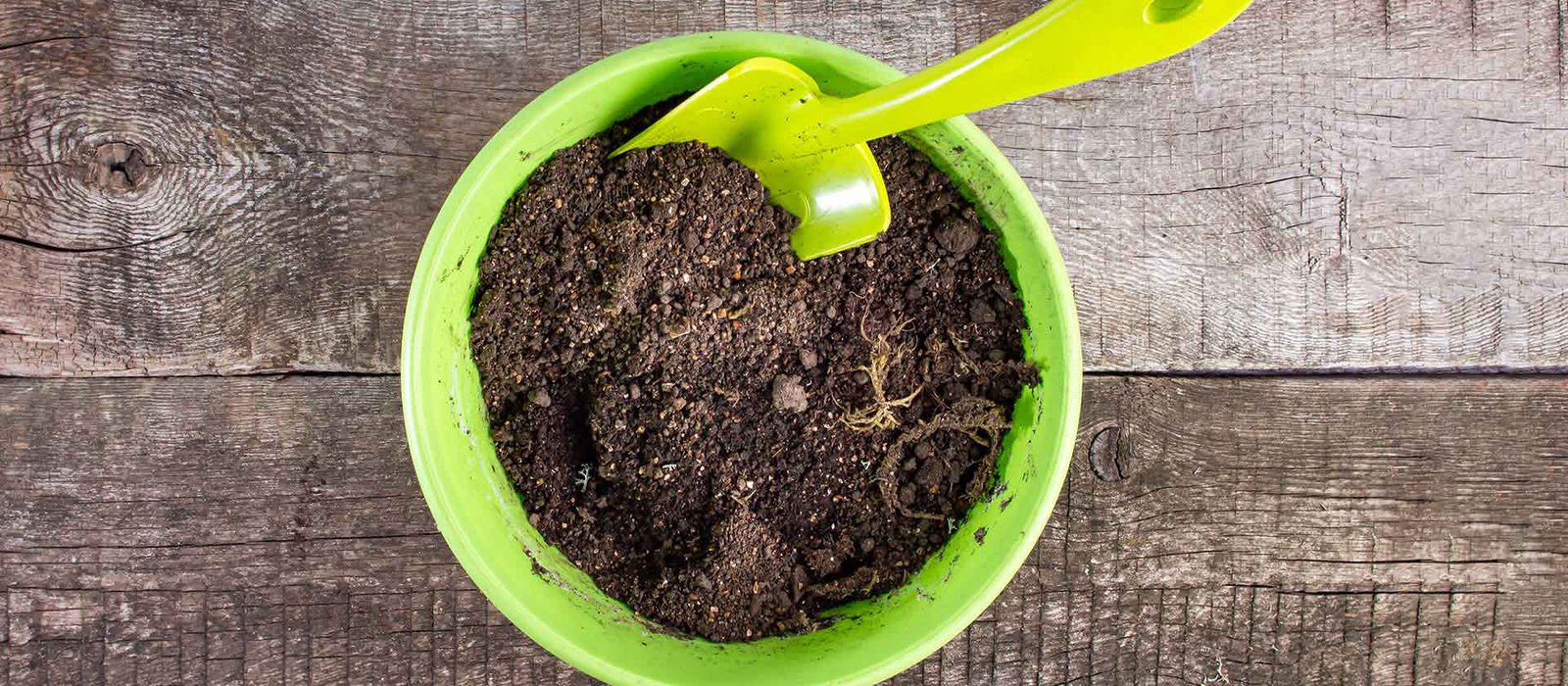 Live Science | Sow It – Grow It | Danville Science Center