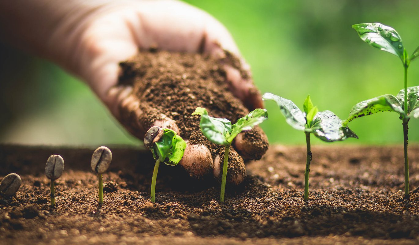 Live Science | Sow It – Grow It | Danville Science Center