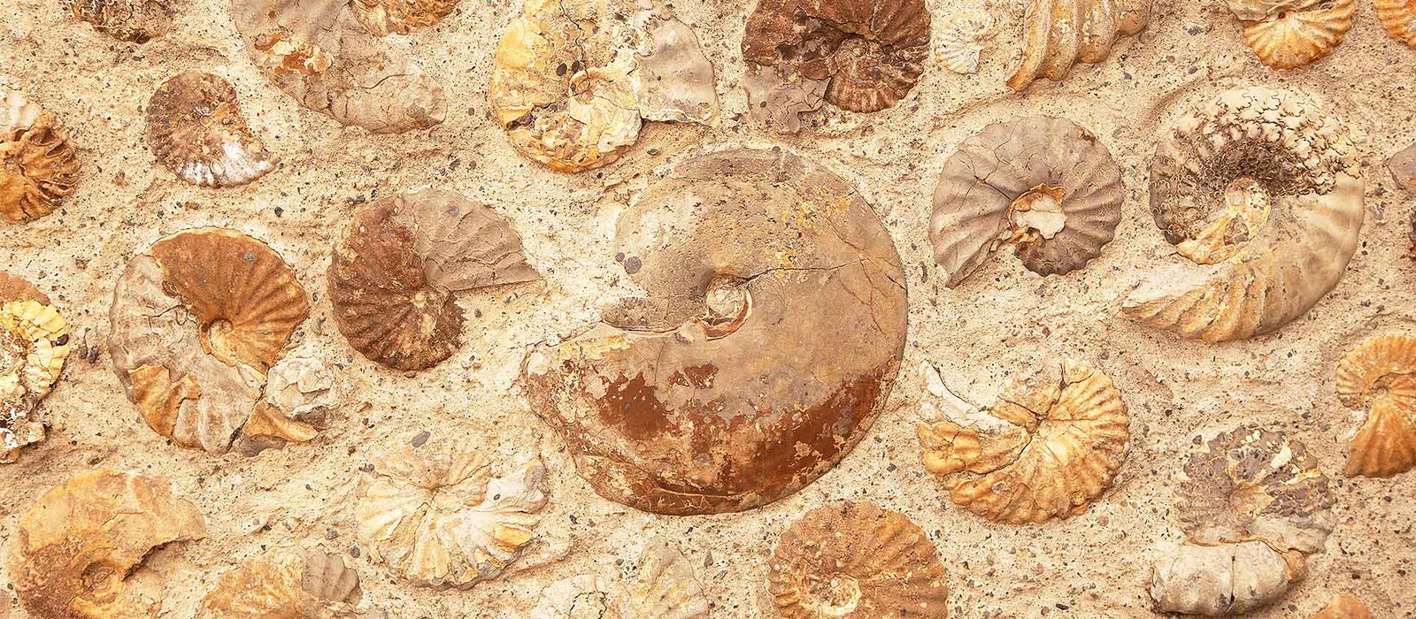 Live Science | Fossil Finds | Danville Science Center